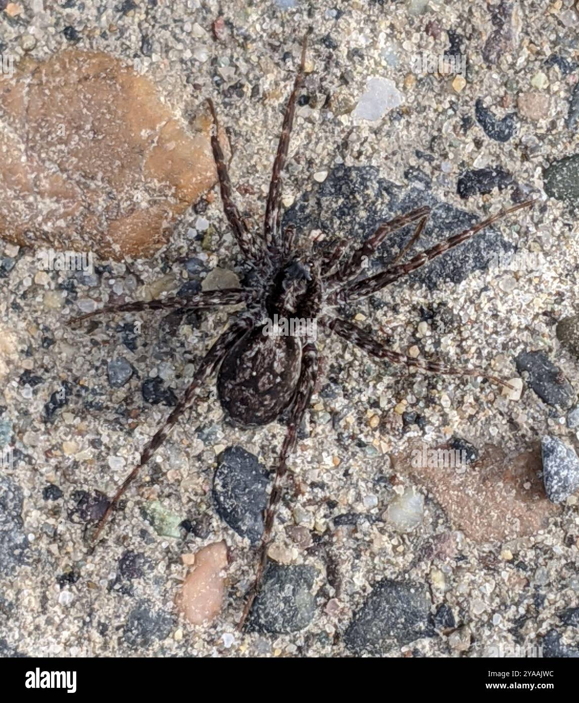 Thin-legged Wolf Spiders (Pardosa) Arachnida Stock Photo - Alamy