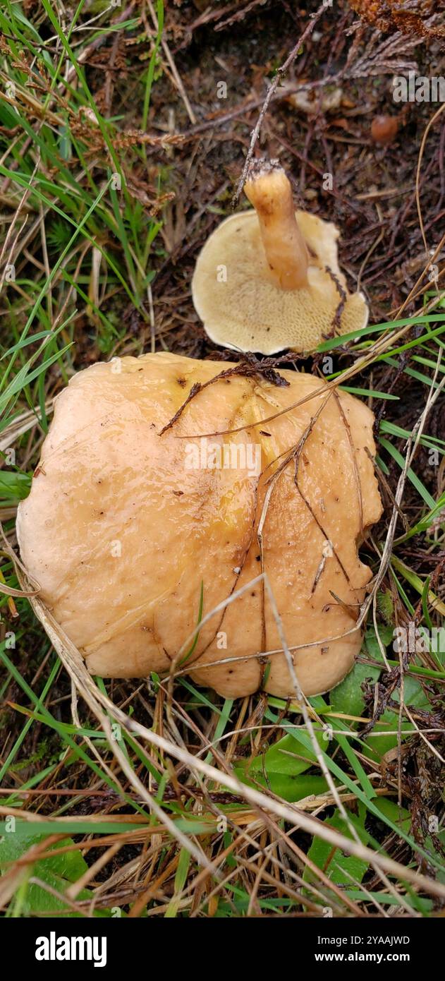 Slippery Jacks (Suillus) Fungi Stock Photo - Alamy