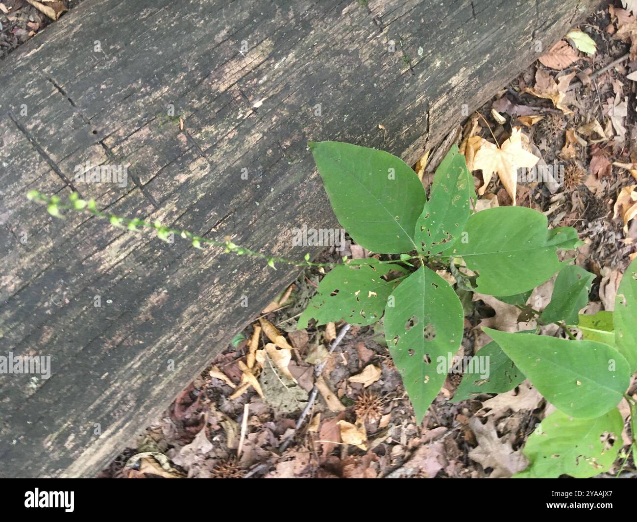 American jumpseed (Persicaria virginiana) Plantae Stock Photo - Alamy