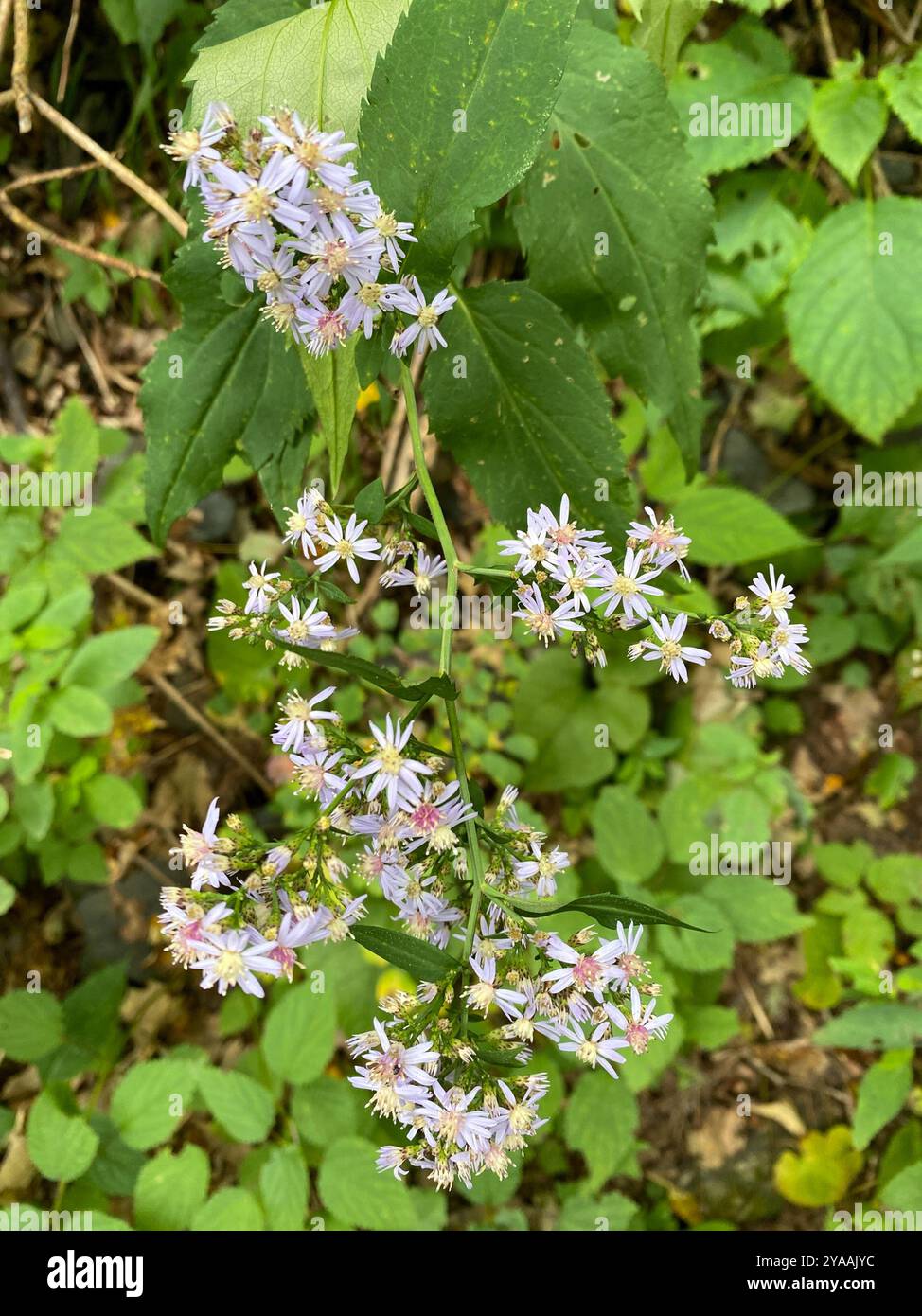 Common Blue Wood Aster (Symphyotrichum cordifolium) Plantae Stock Photo ...