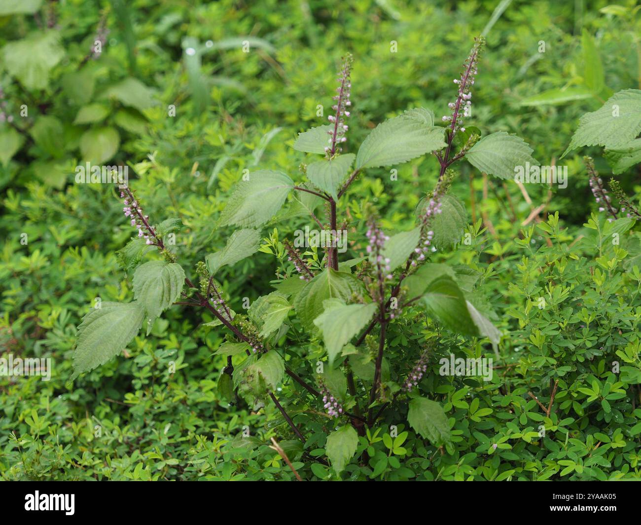 beefsteak plant (Perilla frutescens) Plantae Stock Photo - Alamy