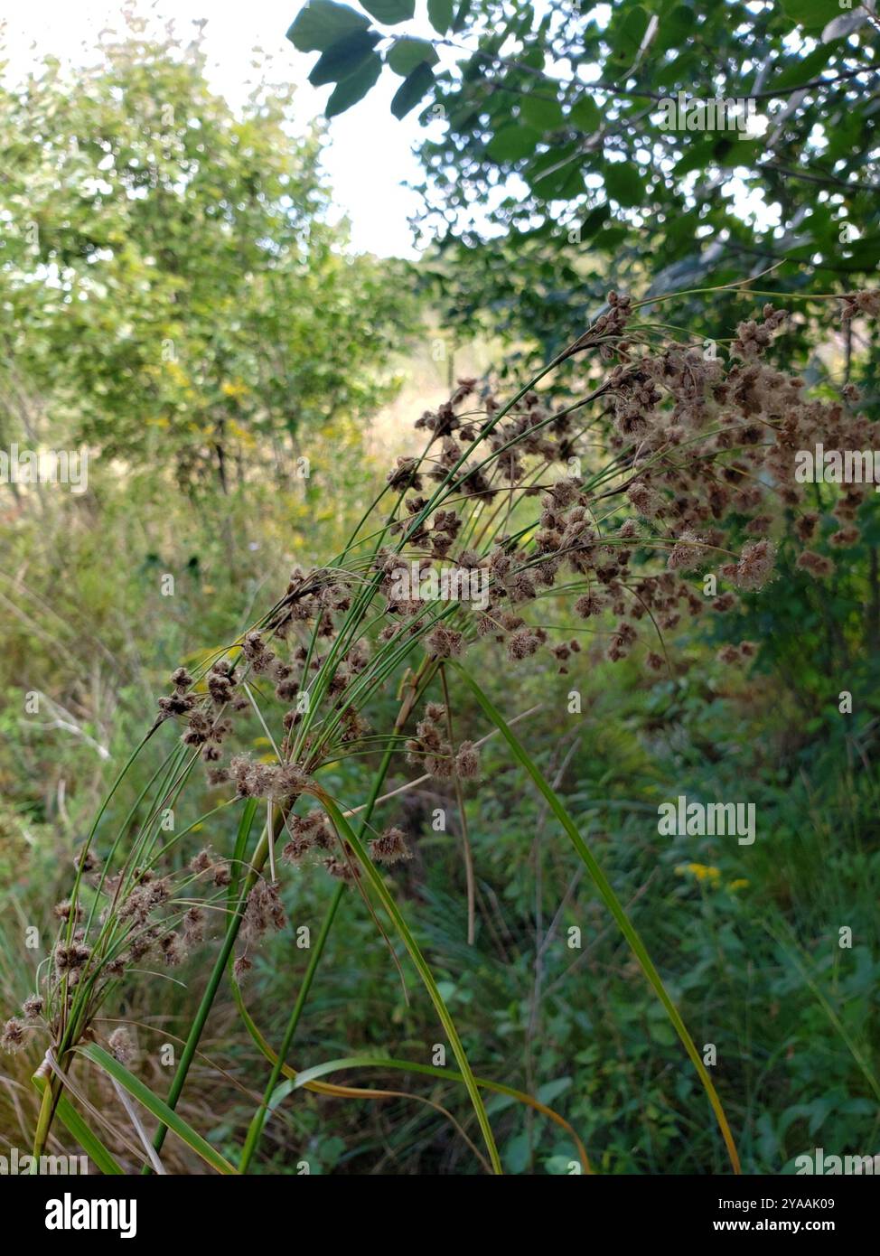 woolgrass (Scirpus cyperinus) Plantae Stock Photo - Alamy