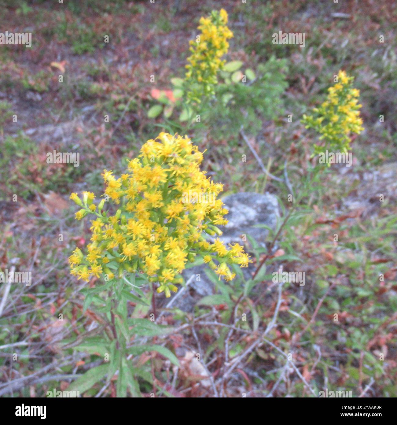 Downy Goldenrod (Solidago puberula) Plantae Stock Photo - Alamy