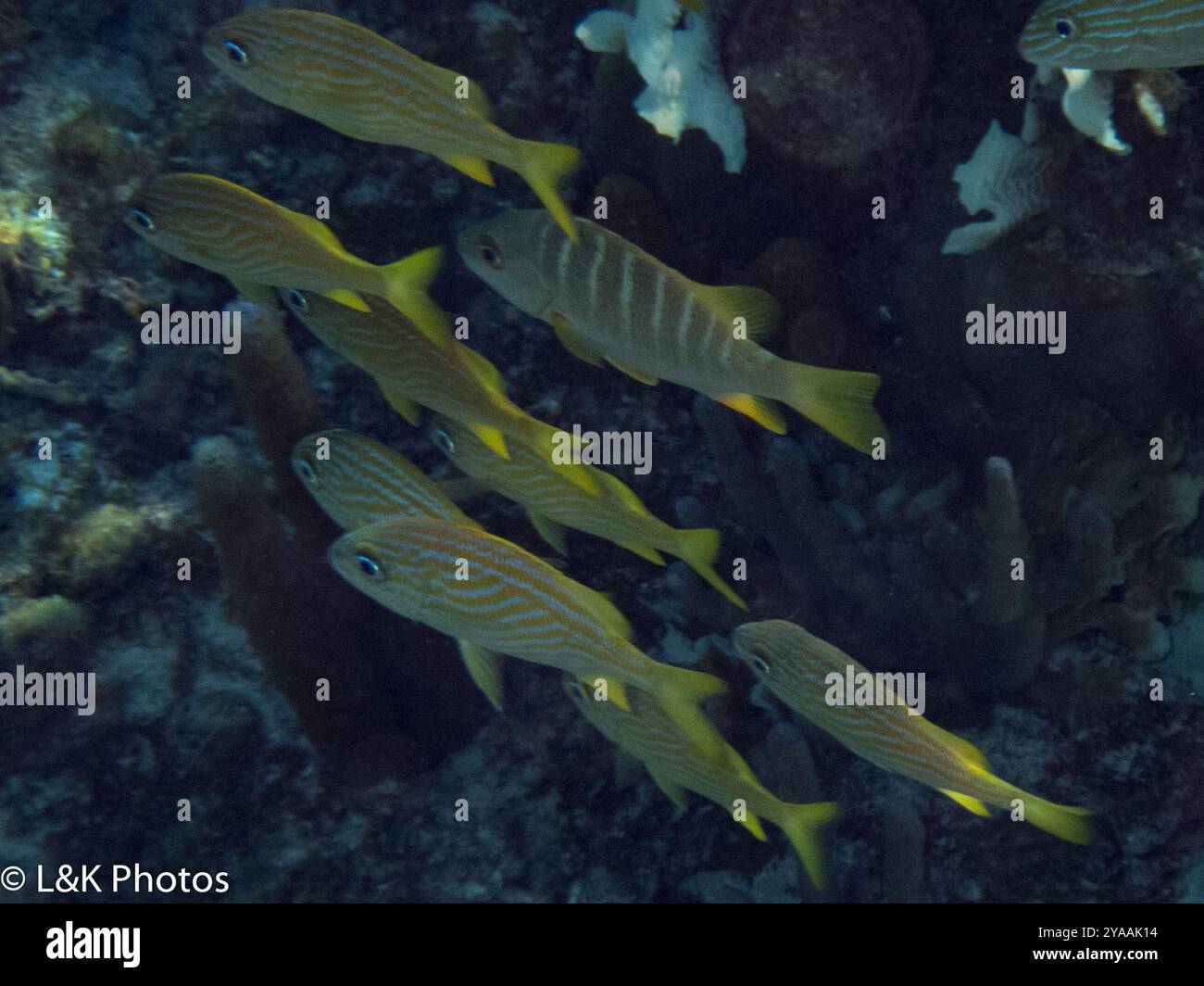 Schoolmaster Snapper (Lutjanus apodus) Actinopterygii Stock Photo - Alamy
