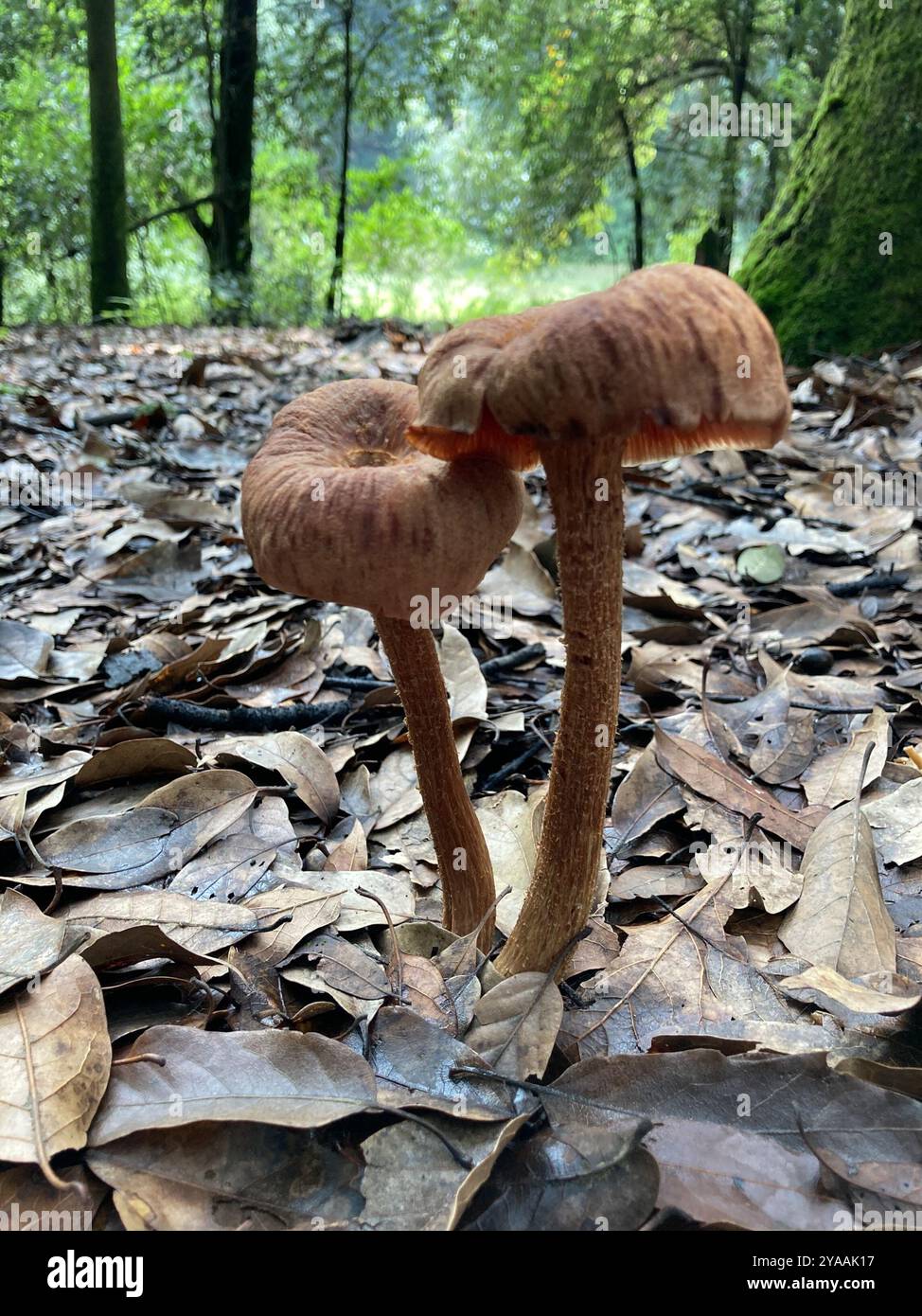 Scurfy Deceiver (Laccaria proxima) Fungi Stock Photo - Alamy