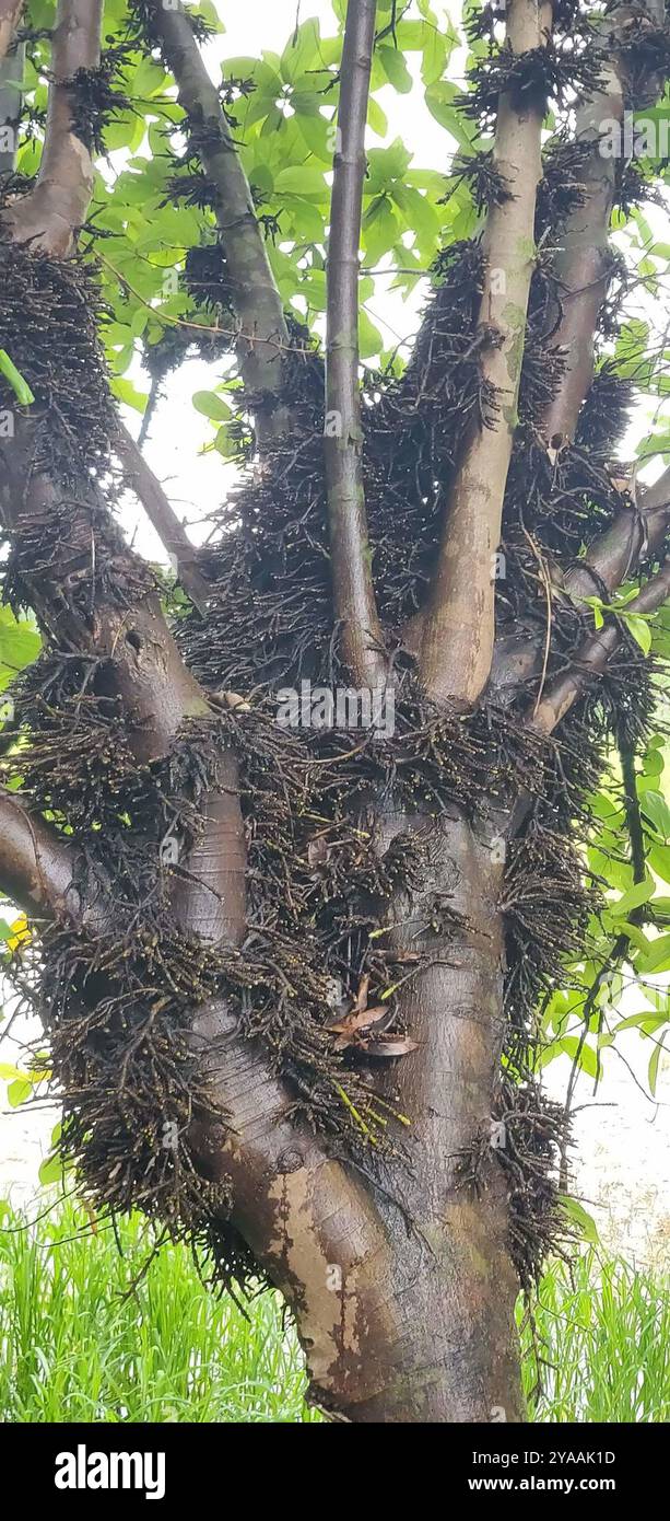 Opposite Leaf Fig (Ficus hispida) Plantae Stock Photo - Alamy