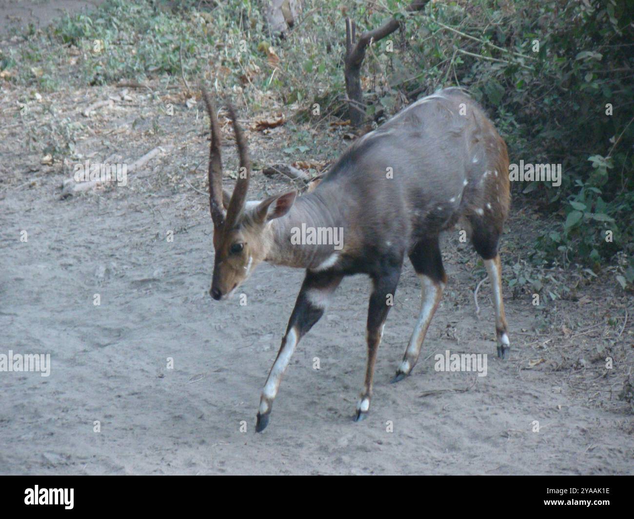 Southern Bushbuck (Tragelaphus sylvaticus) Mammalia Stock Photo - Alamy