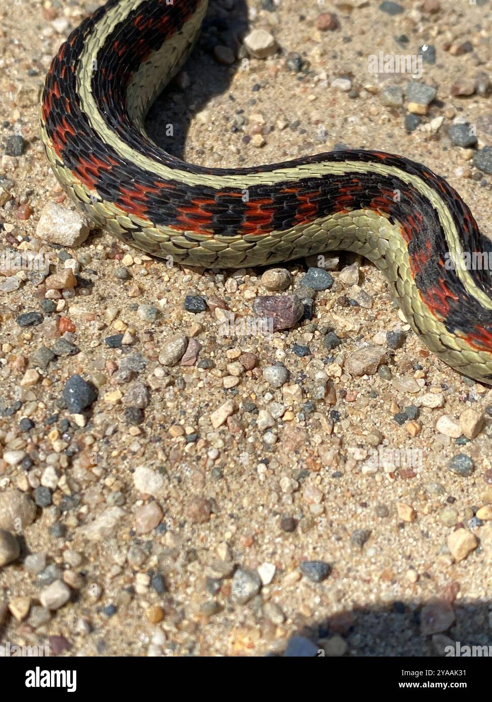 Red-sided Garter Snake (Thamnophis sirtalis parietalis) Reptilia Stock ...