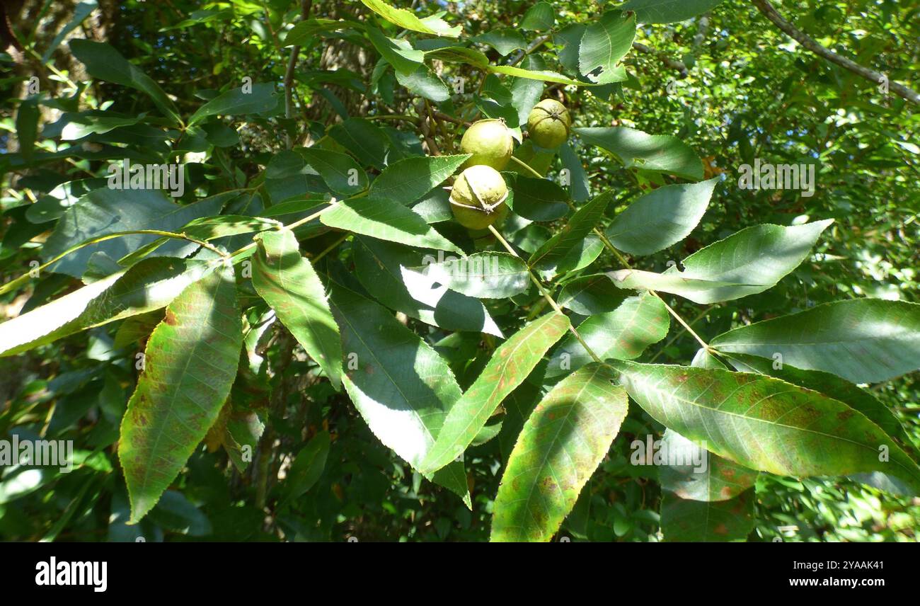 bitternut hickory (Carya cordiformis) Plantae Stock Photo - Alamy