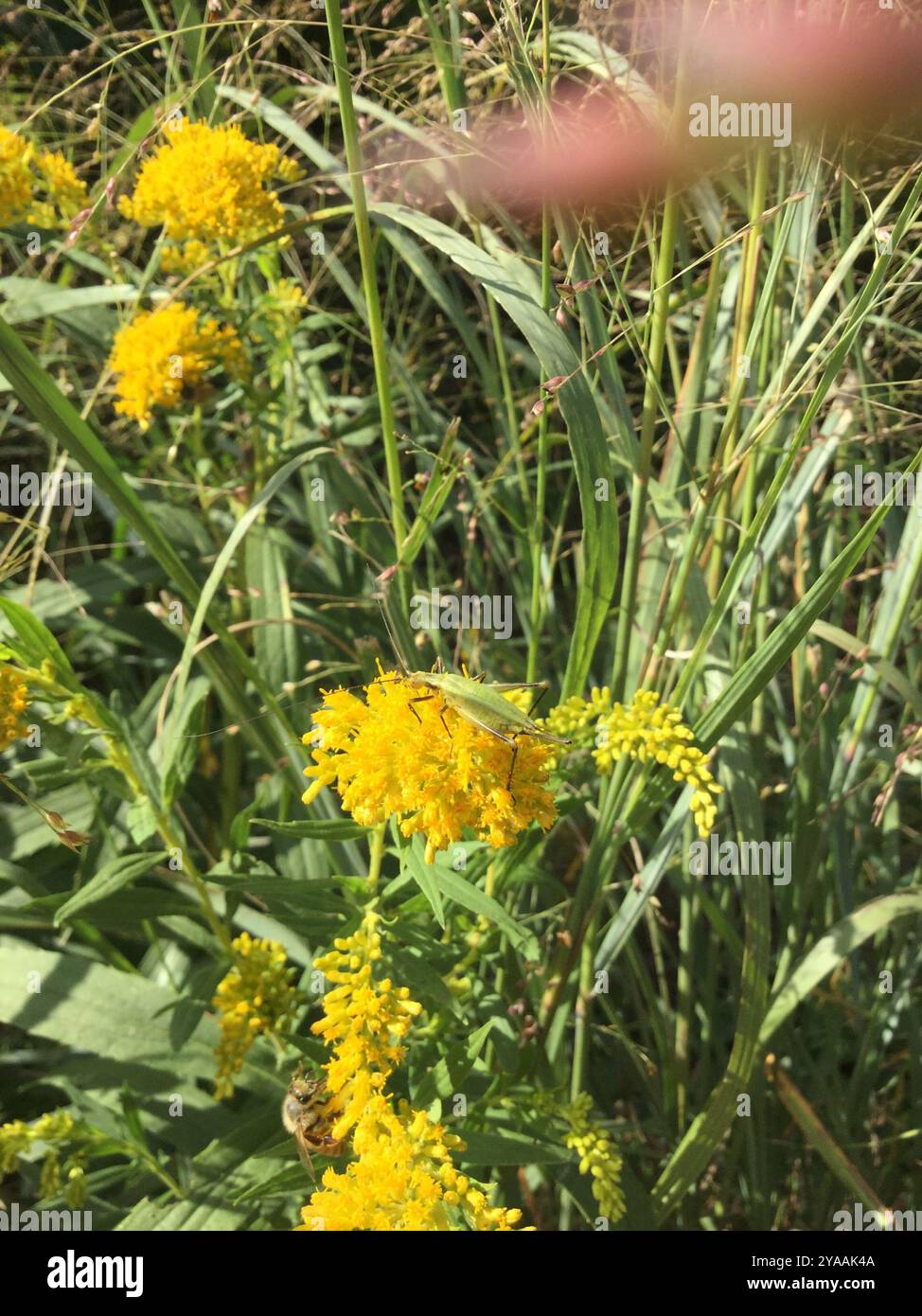 Black-horned Tree Cricket (Oecanthus nigricornis) Insecta Stock Photo ...