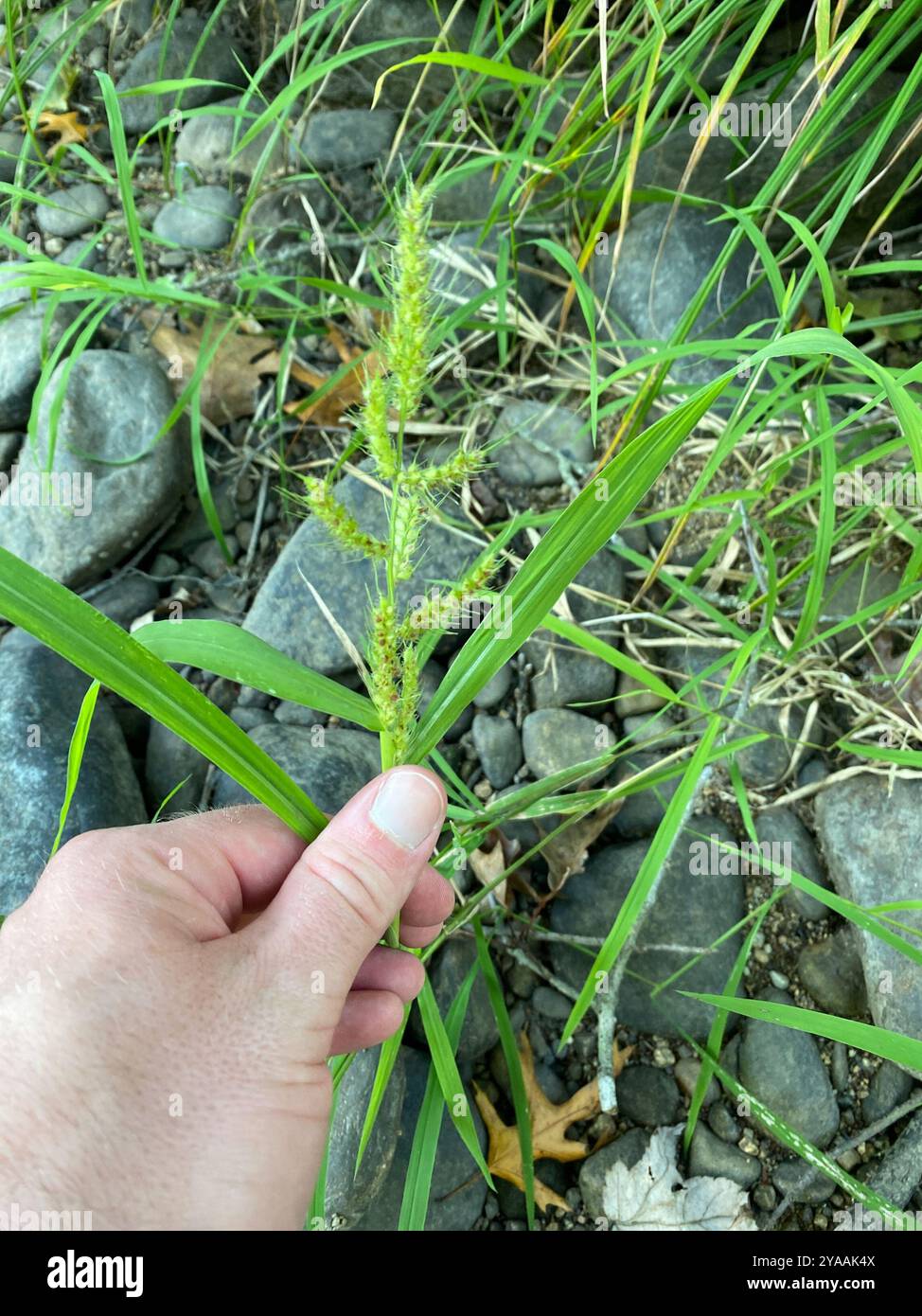 Barnyard Grasses (Echinochloa) Plantae Stock Photo - Alamy