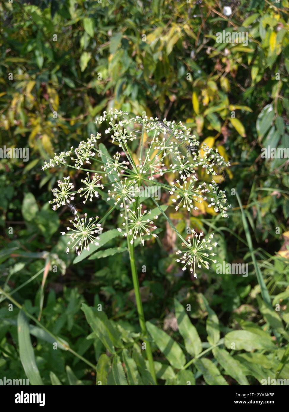 Greater Water-parsnip (Sium latifolium) Plantae Stock Photo - Alamy
