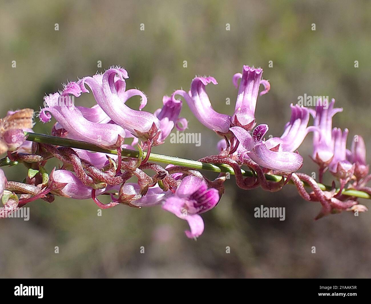 Finger Baroe (Cyphia digitata) Plantae Stock Photo - Alamy