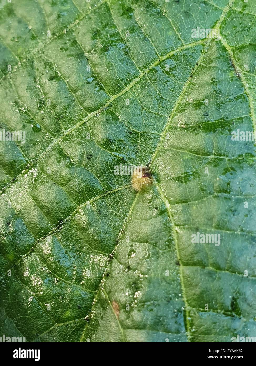 Gall and Rust Mites (Eriophyidae) Arachnida Stock Photo - Alamy