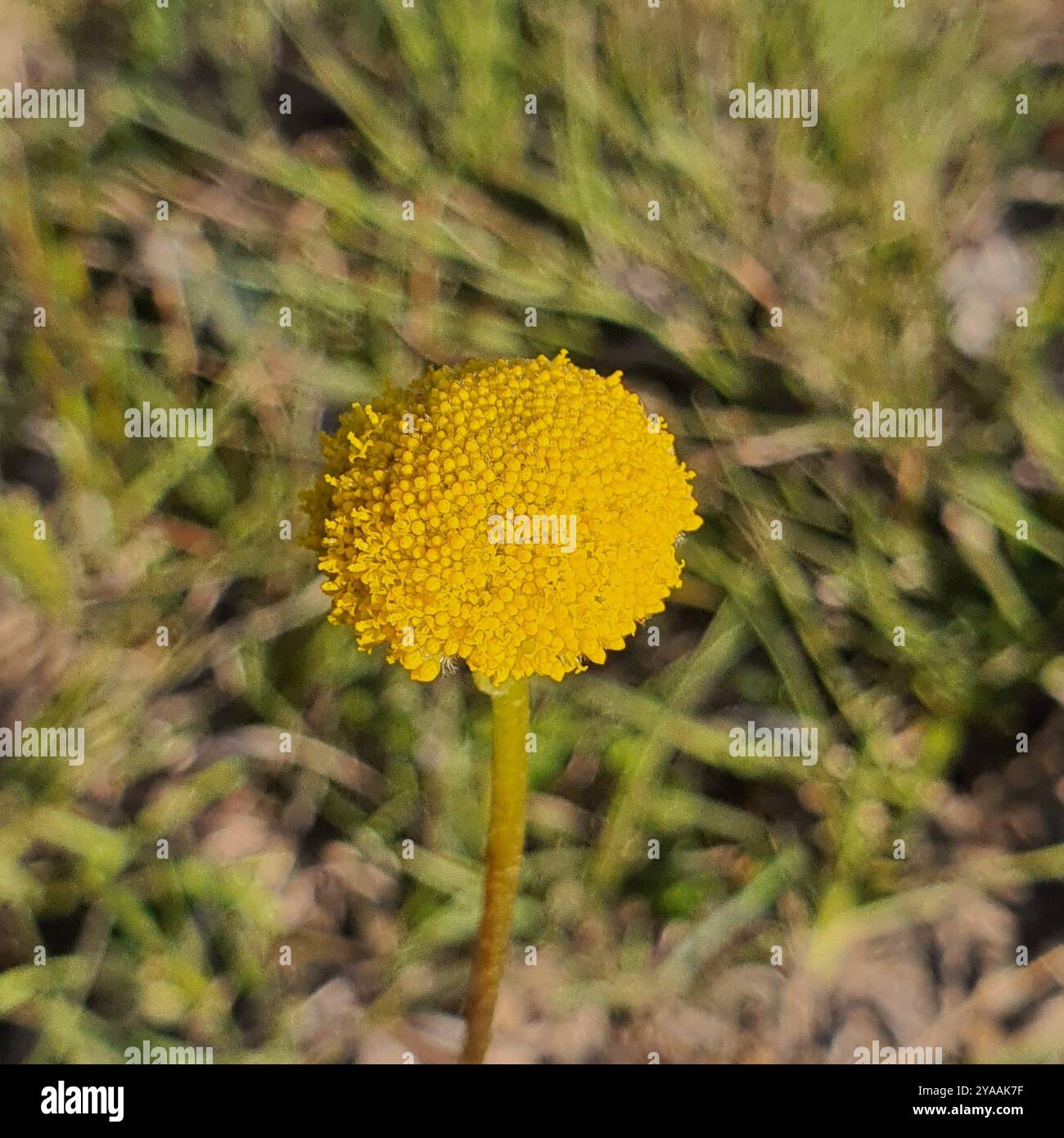 Common Billy buttons (Craspedia variabilis) Plantae Stock Photo - Alamy