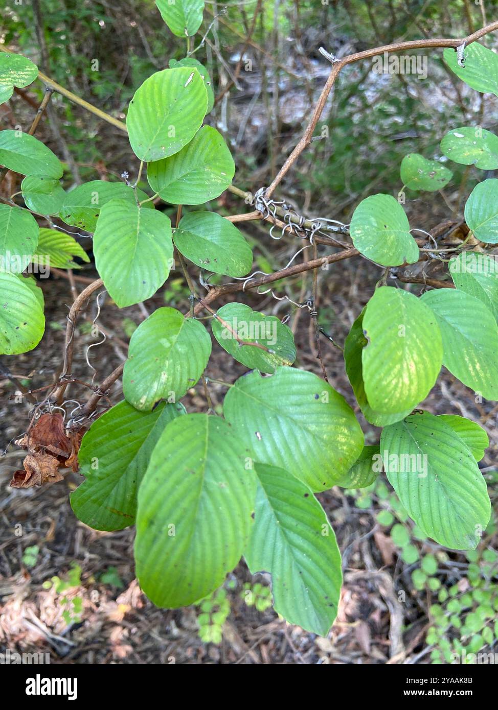 buckthorn family (Rhamnaceae) Plantae Stock Photo - Alamy