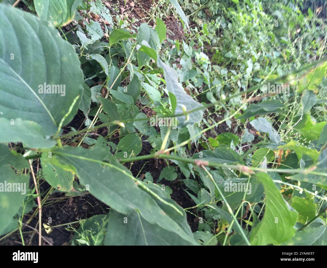 American jumpseed (Persicaria virginiana) Plantae Stock Photo - Alamy