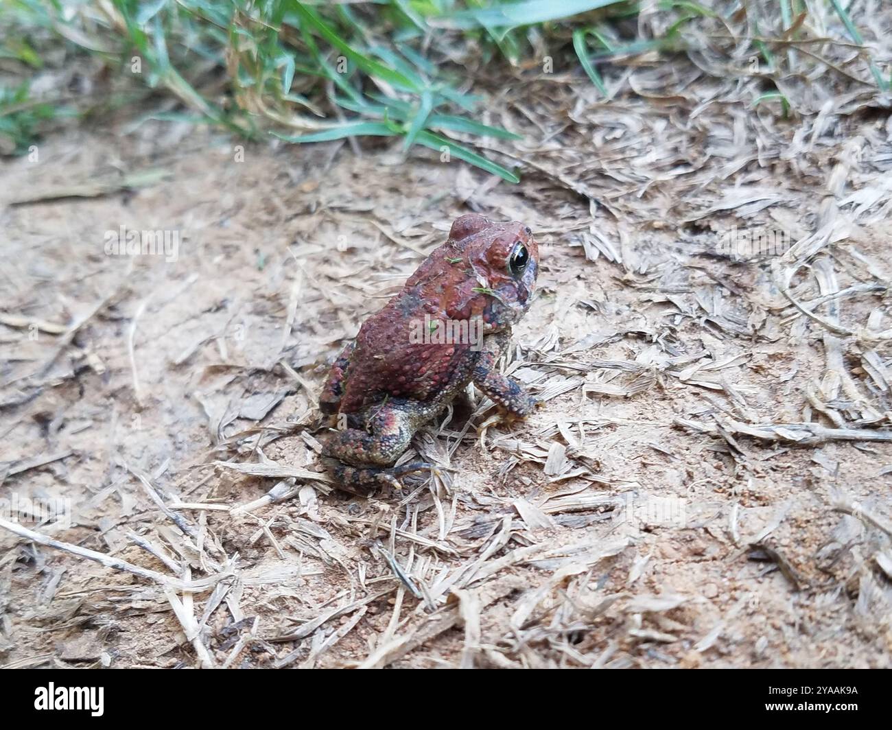 American Toad (Anaxyrus americanus) Amphibia Stock Photo - Alamy