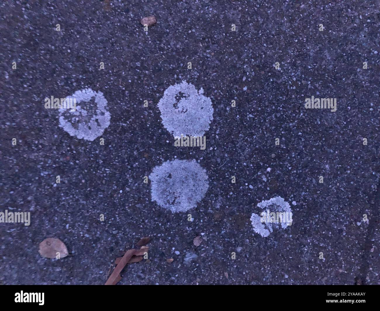 Whitewash Lichen (Phlyctis argena) Fungi Stock Photo - Alamy