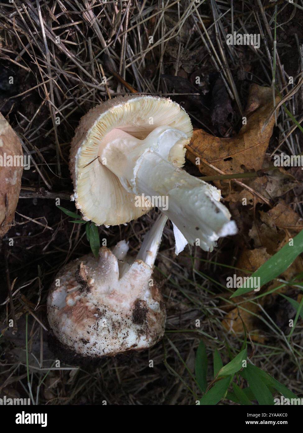 Carrot-Footed Lepidella (Amanita daucipes) Fungi Stock Photo - Alamy