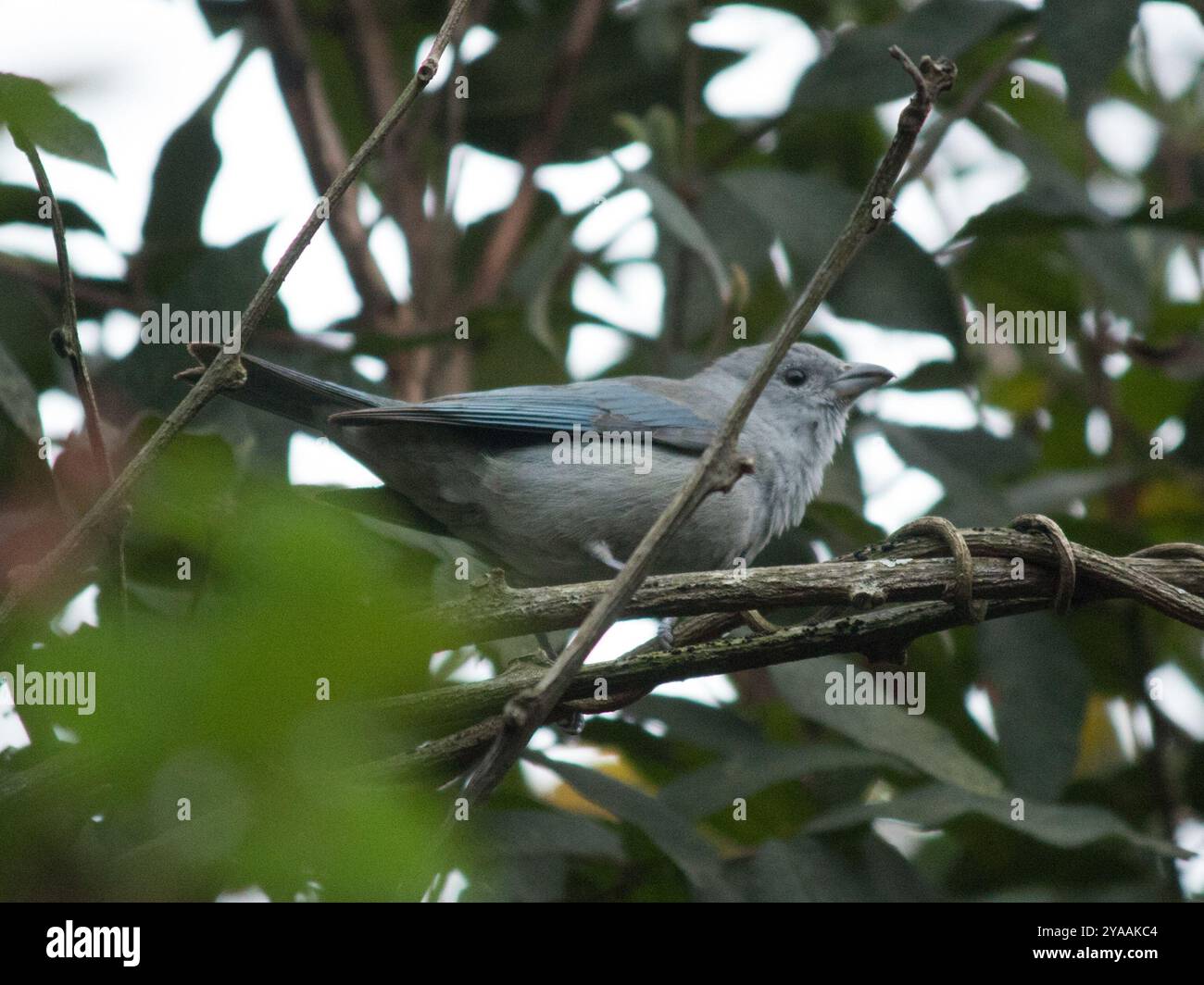 Sayaca Tanager (Thraupis sayaca) Aves Stock Photo - Alamy