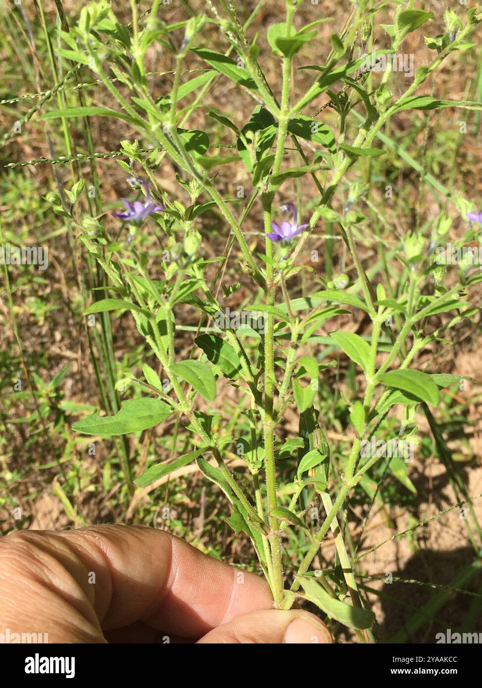 Blue Curls (Trichostema dichotomum) Plantae Stock Photo - Alamy