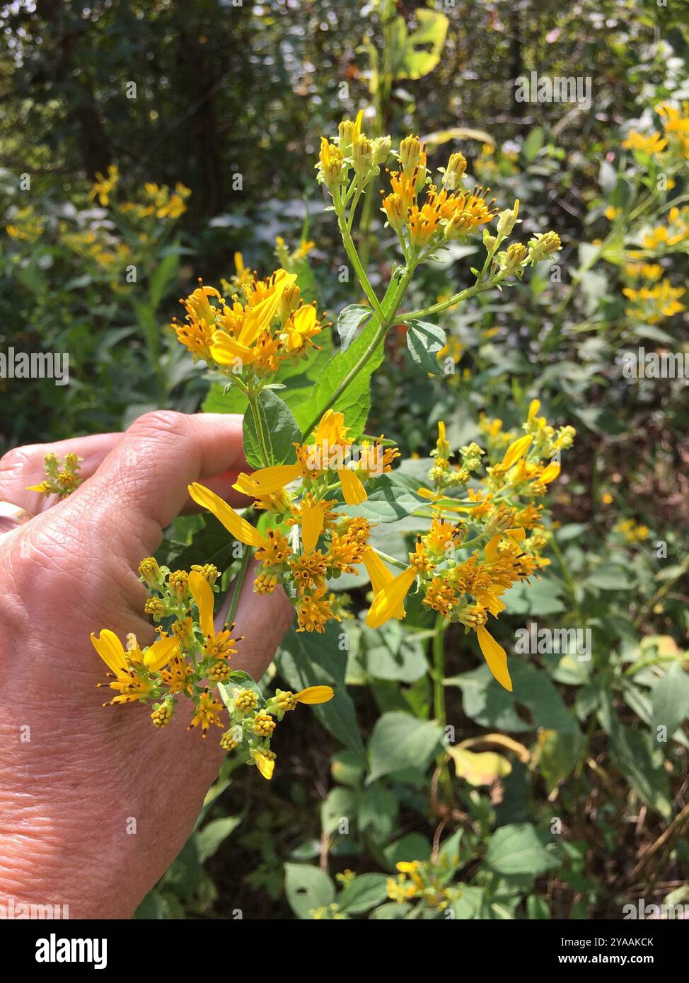 Yellow Crownbeard (Verbesina occidentalis) Plantae Stock Photo - Alamy
