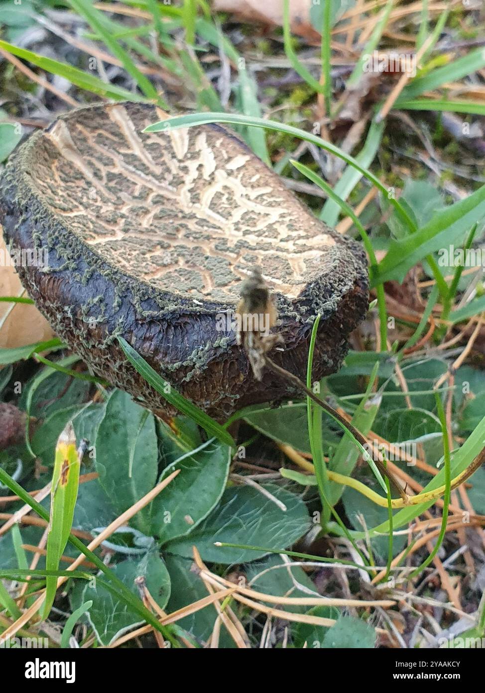 Red-cracking Bolete (Xerocomellus chrysenteron) Fungi Stock Photo - Alamy