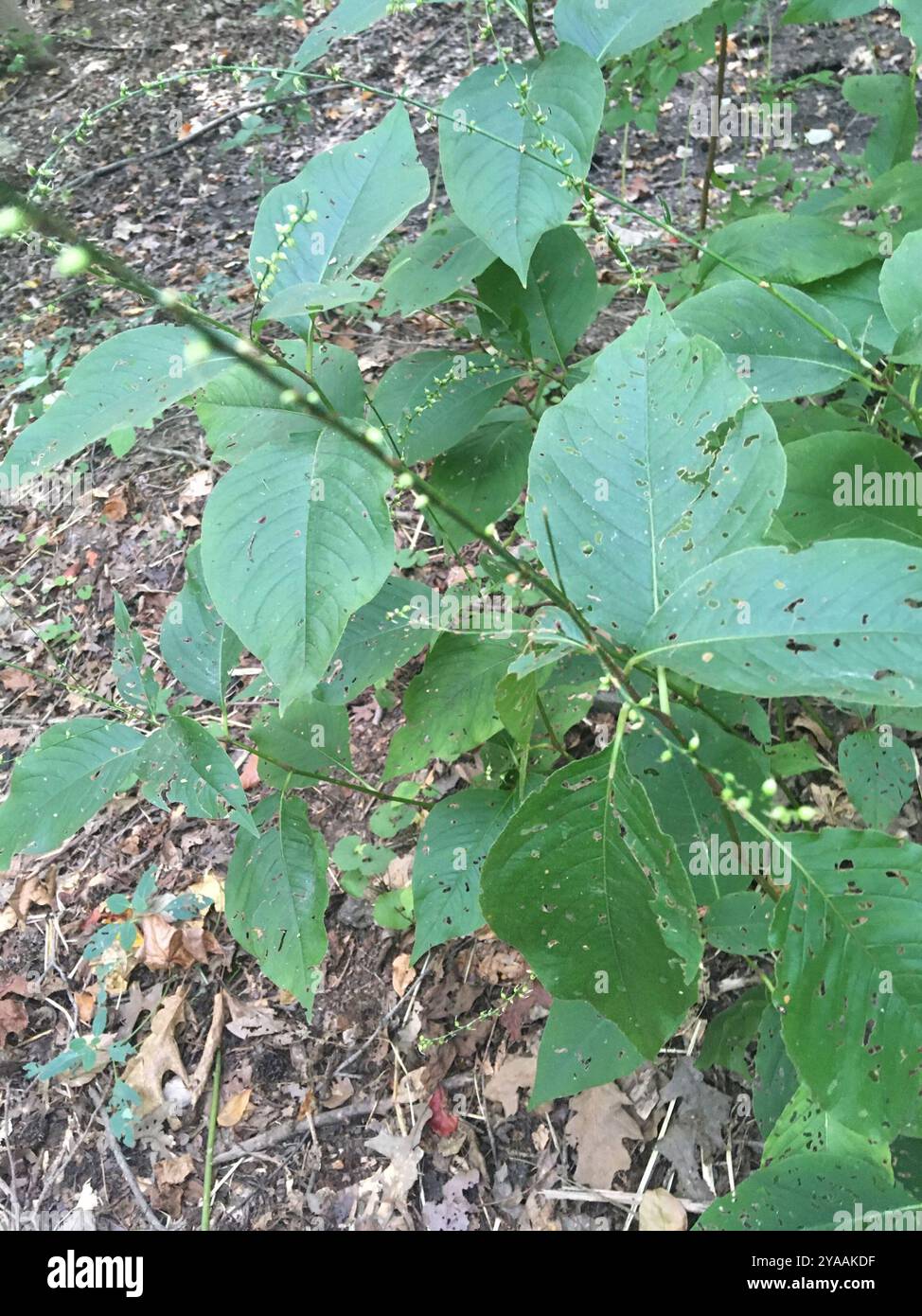 American jumpseed (Persicaria virginiana) Plantae Stock Photo - Alamy