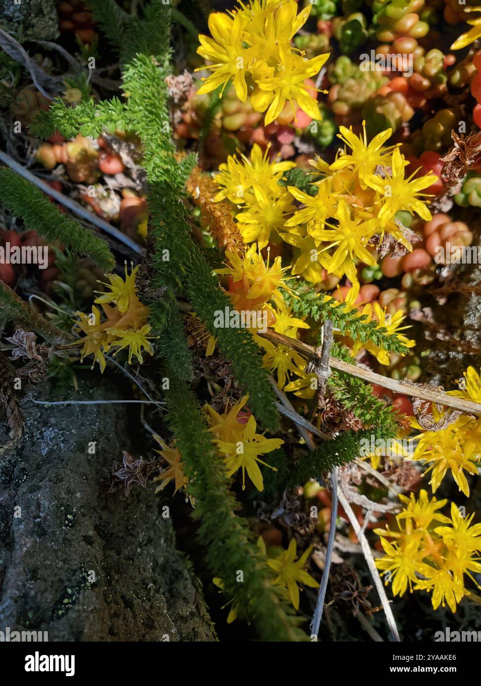 Pacific stonecrop (Sedum divergens) Plantae Stock Photo - Alamy