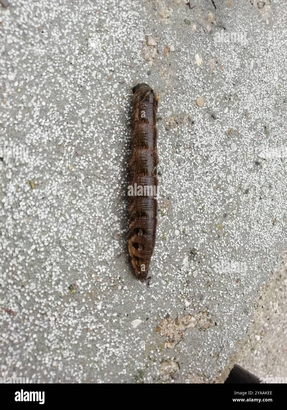 Elephant Hawkmoth (Deilephila elpenor) Insecta Stock Photo - Alamy