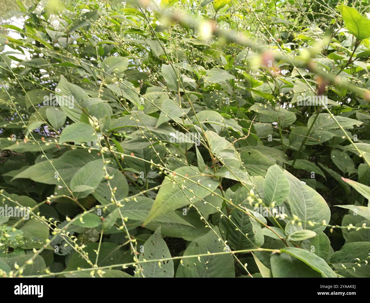 American jumpseed (Persicaria virginiana) Plantae Stock Photo - Alamy