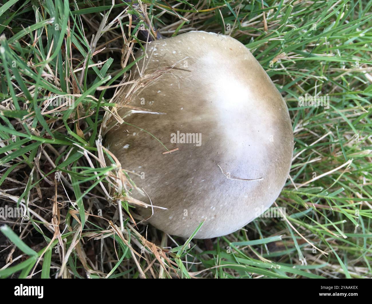 Hated Caesar (Amanita spreta) Fungi Stock Photo - Alamy