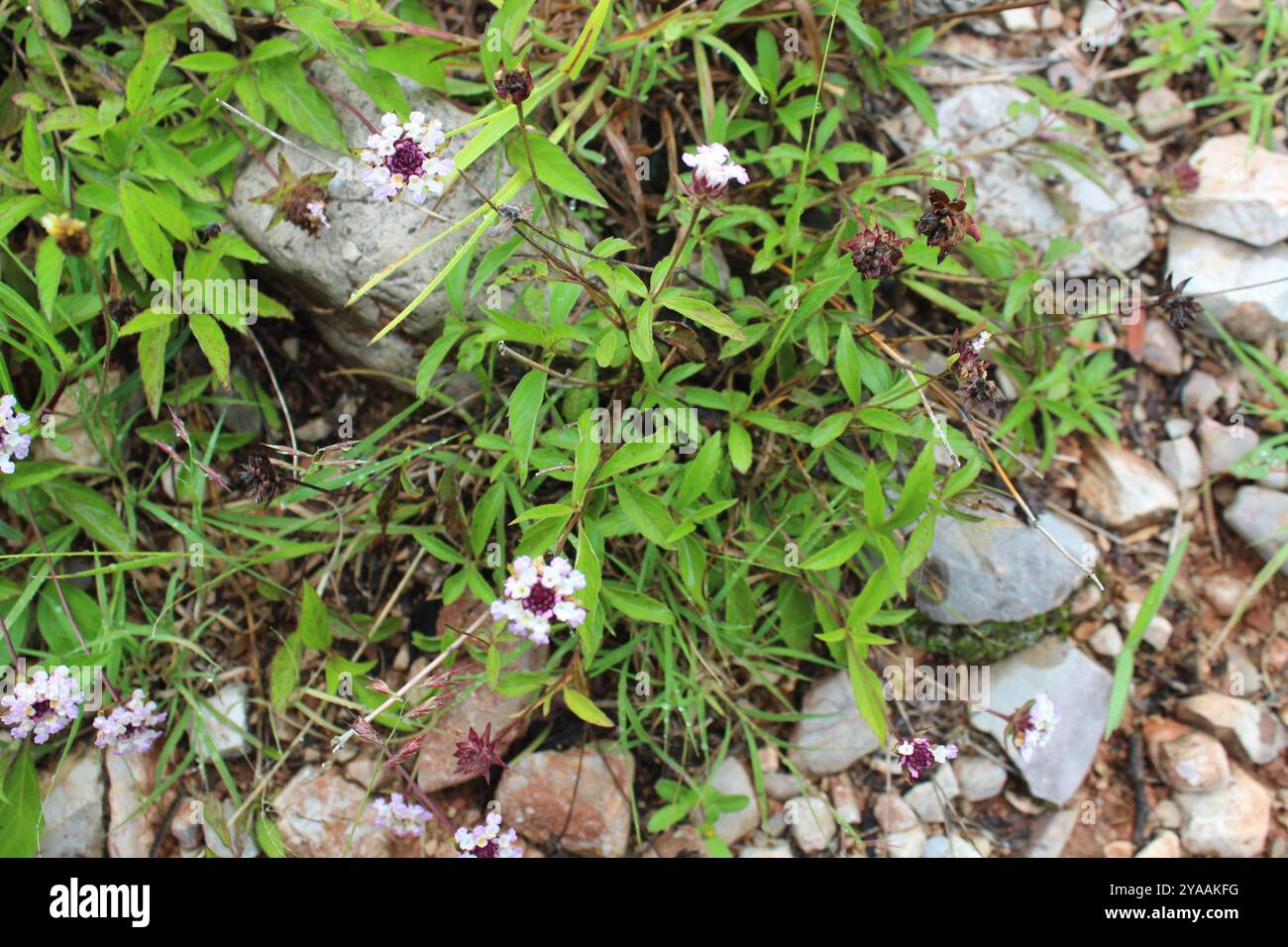verbena family (Verbenaceae) Plantae Stock Photo - Alamy