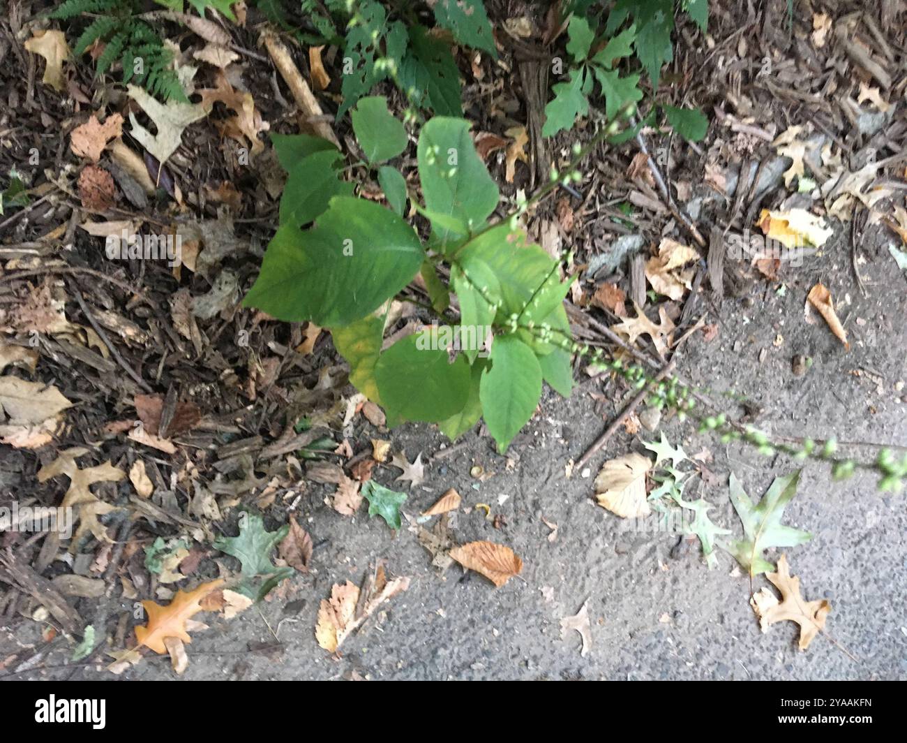 American jumpseed (Persicaria virginiana) Plantae Stock Photo - Alamy