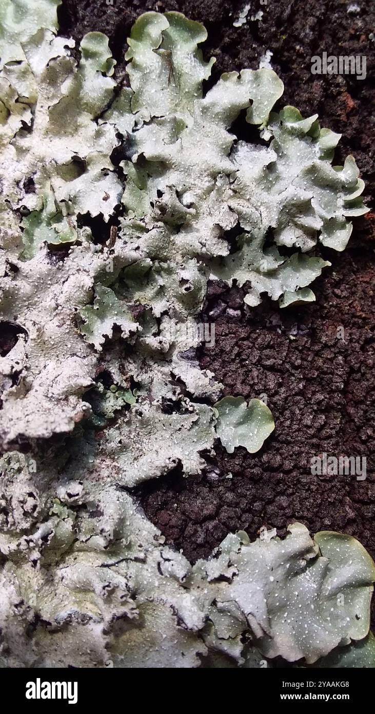 typical shield lichens (Parmelioideae) Fungi Stock Photo - Alamy