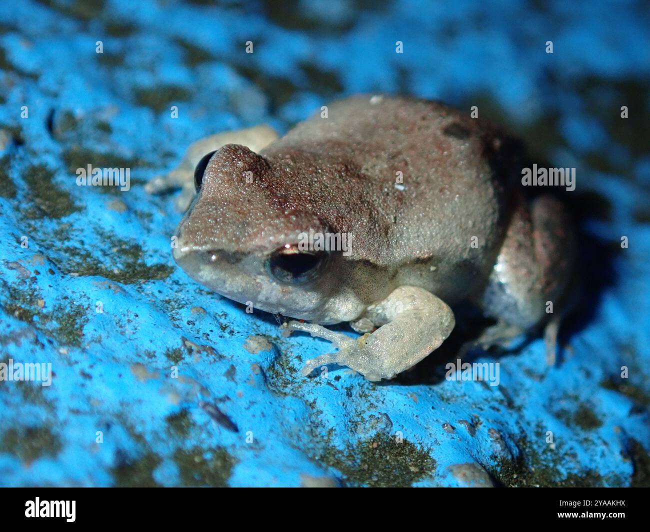 Central Dwarf Frog (Physalaemus centralis) Amphibia Stock Photo - Alamy