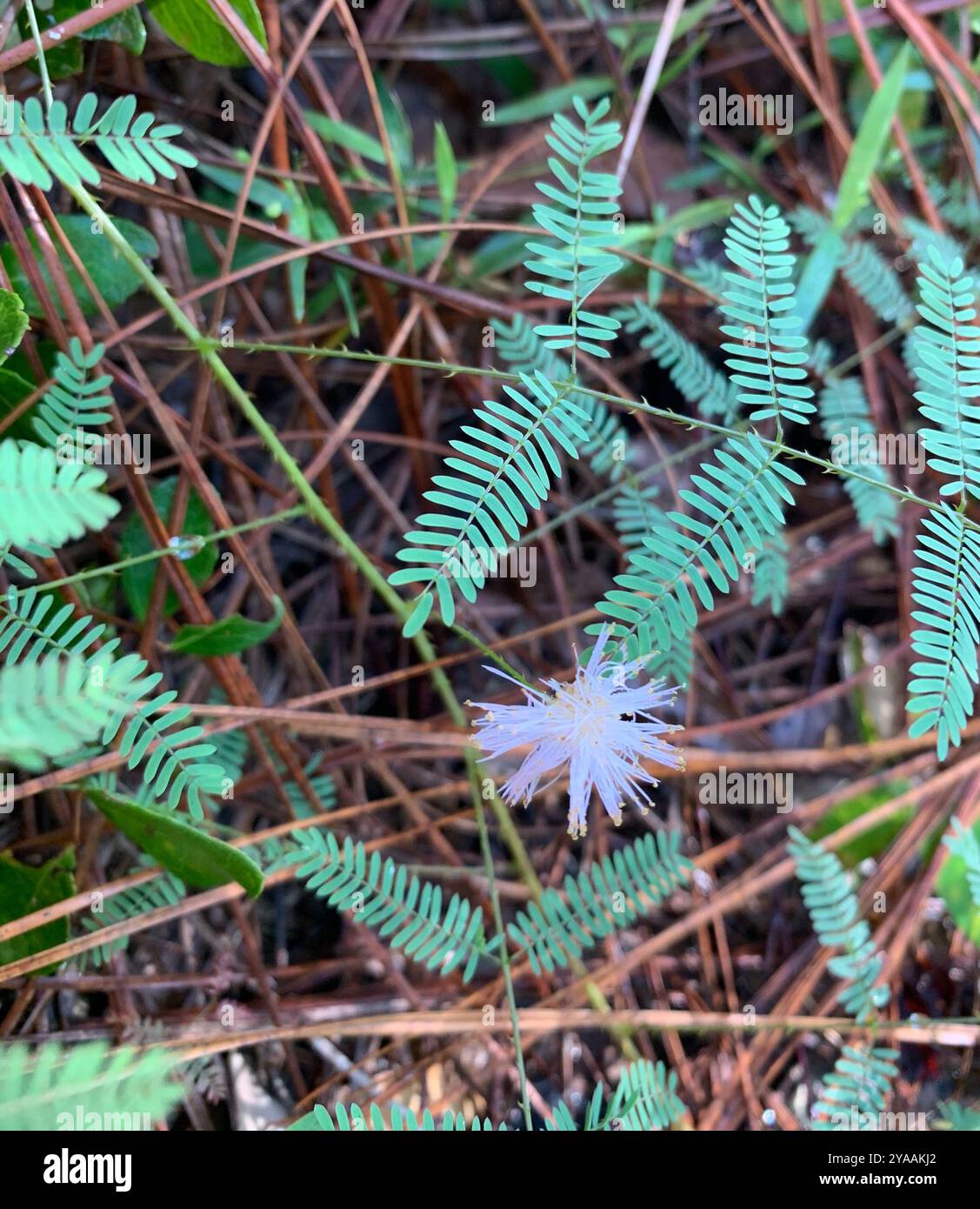 littleleaf sensitive-briar (Mimosa microphylla) Plantae Stock Photo - Alamy