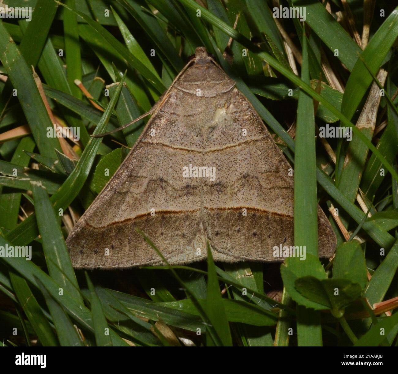 Texas Mocis Moth (Mocis texana) Insecta Stock Photo - Alamy