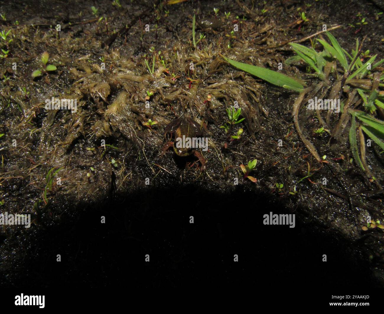 Micro Frog (Microbatrachella capensis) Amphibia Stock Photo - Alamy