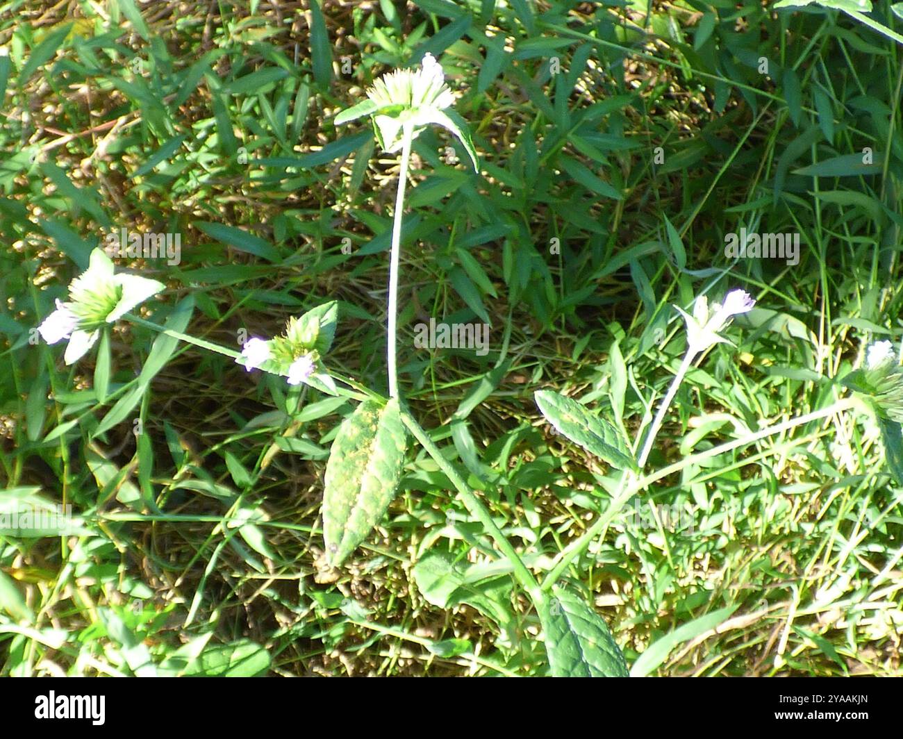 leafy elephant's-foot (Elephantopus carolinianus) Plantae Stock Photo ...