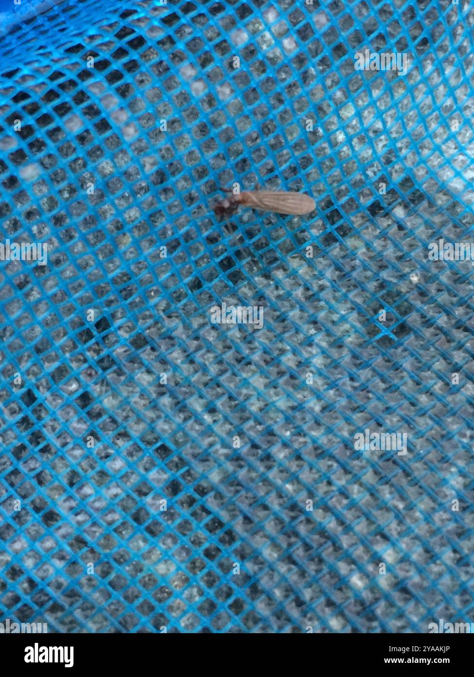 Webspinners (Embioptera) Insecta Stock Photo - Alamy