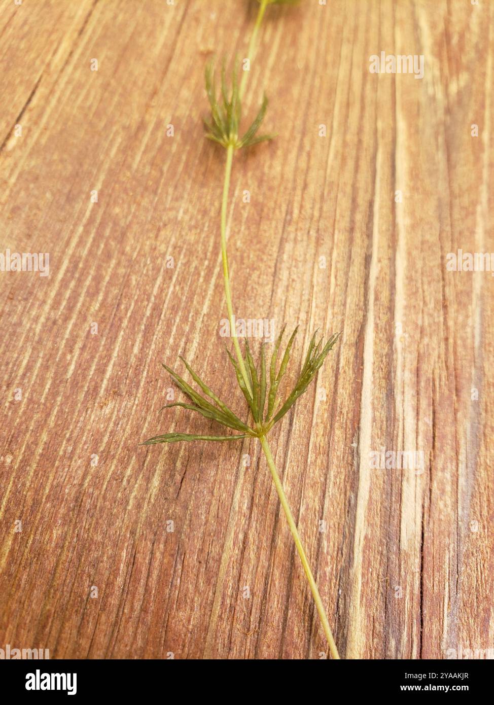 coontail (Ceratophyllum demersum) Plantae Stock Photo - Alamy