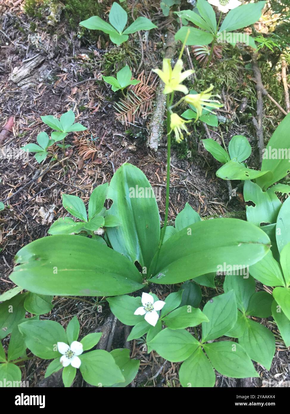 bluebead lily (Clintonia borealis) Plantae Stock Photo - Alamy