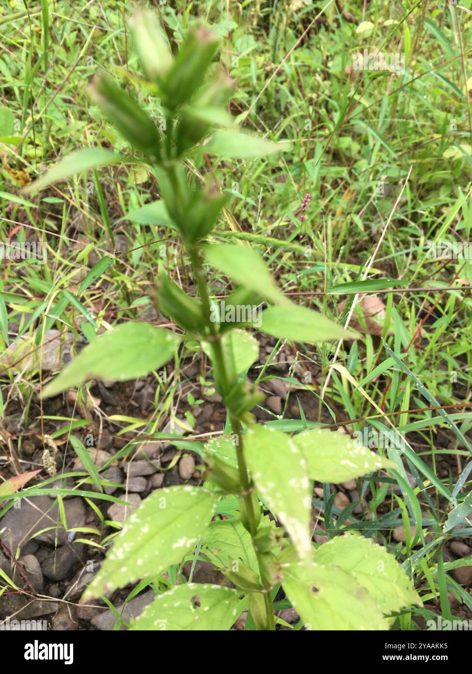 sharpwing monkeyflower (Mimulus alatus) Plantae Stock Photo - Alamy