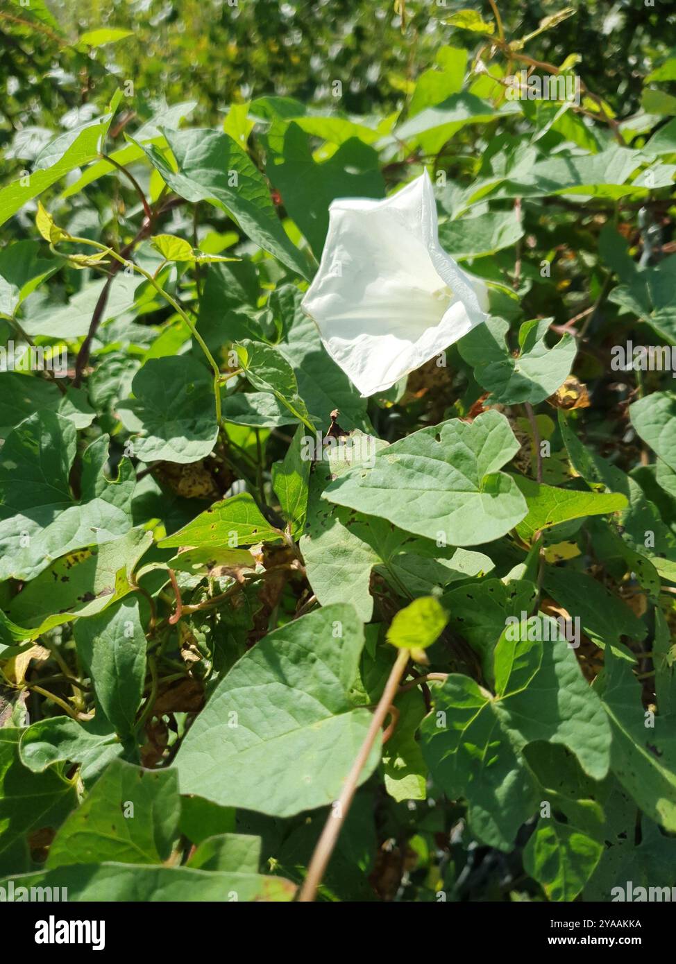 large bindweed (Calystegia silvatica) Plantae Stock Photo - Alamy