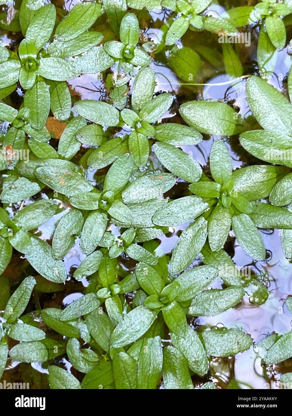 Narrow-fruited Water-starwort (Callitriche palustris) Plantae Stock ...