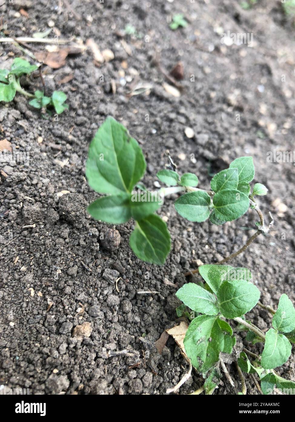 straggler daisy (Calyptocarpus vialis) Plantae Stock Photo - Alamy