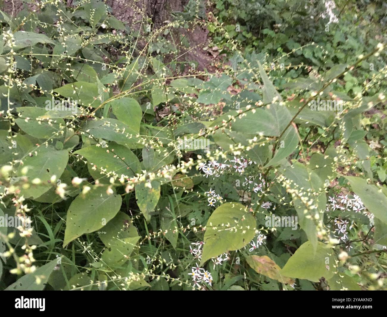American jumpseed (Persicaria virginiana) Plantae Stock Photo - Alamy