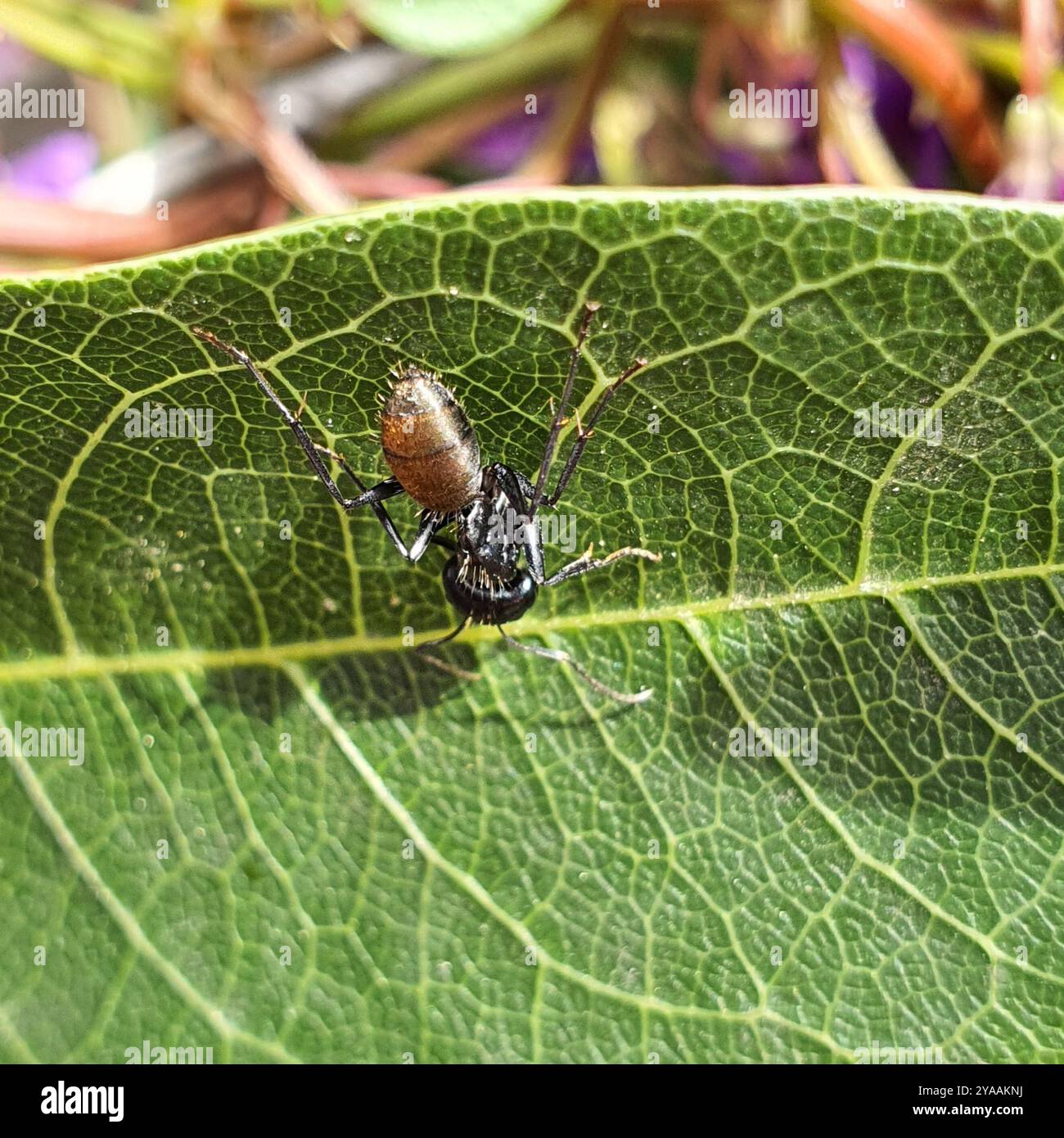 Golden-tailed Sugar Ant (Camponotus aeneopilosus) Insecta Stock Photo ...